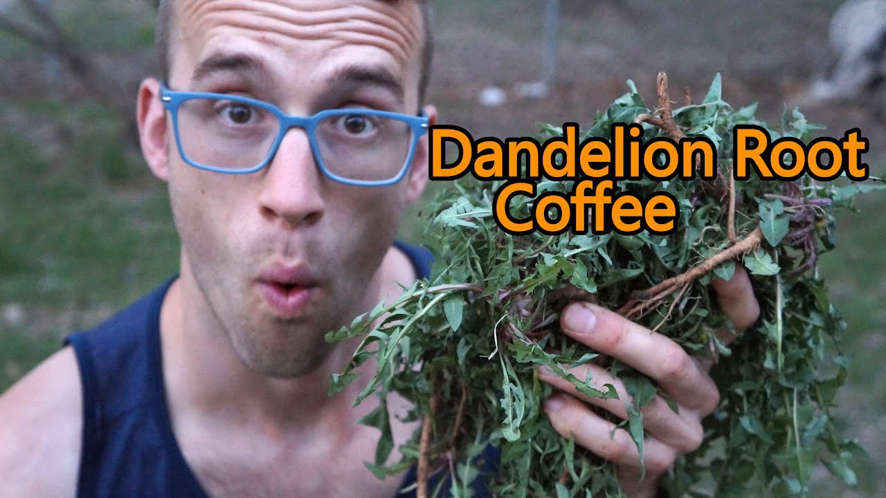 How to Make Dandelion Root Coffee ::: FAST!
