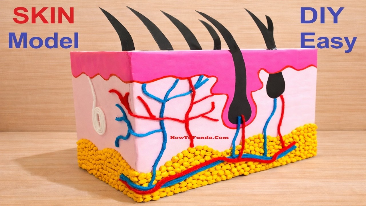 skin model 3d making using cardboard | science project | diy at home | howtofunda | still model