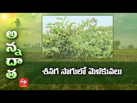 శనగ సాగులో మెళకువలు | Tips for bengalgram cultivation | ETV Telugu