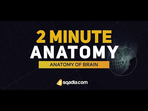 2-Minute Anatomy: Anatomy of Brain | Neuro-Anatomy