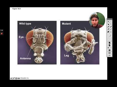 AP Biology #64 - Cloning