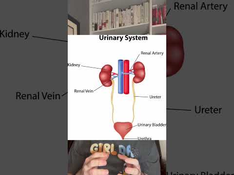What is a urologist? #urology
