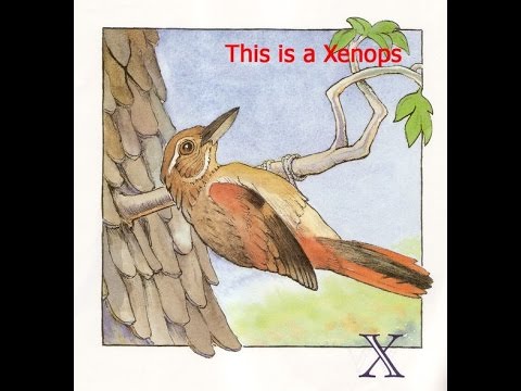 animals that start with x