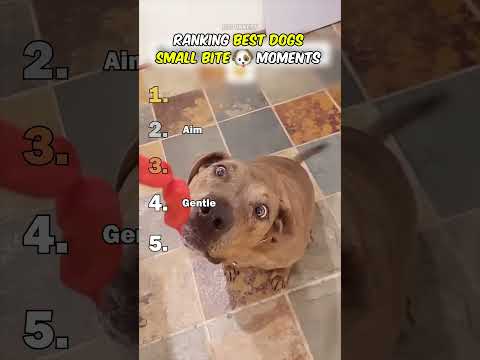 Ranking Best Dogs Small Bite Moments