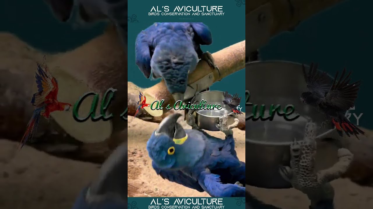 Hyacinth Macaw Breeding Pair in Al's Aviculture | Documentary about Hyacinth Macaw | Adoption