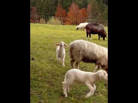 Little Lambs, Big Smiles A Herd of Happiness on the Farm! πβ¨ #cutefarmanimal #animals