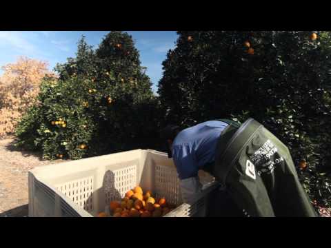 Tips for Citrus Industry Workers
