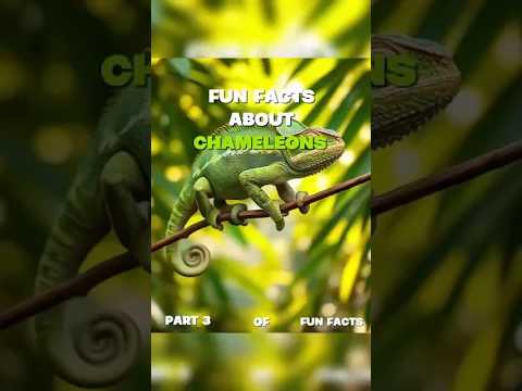 PART 3: NATURE’S Weirdest ninja: The chameleons🥷🦎 #chameleon #animals #wildlife #shorts