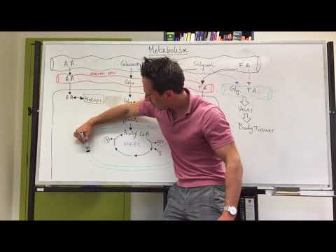 Metabolism Overview