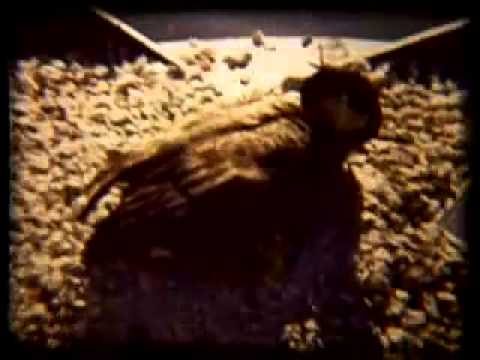 Built To Spill - You Are