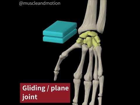 3- TYPES OF SYNOVIAL JOINTS: PLANE JOINT