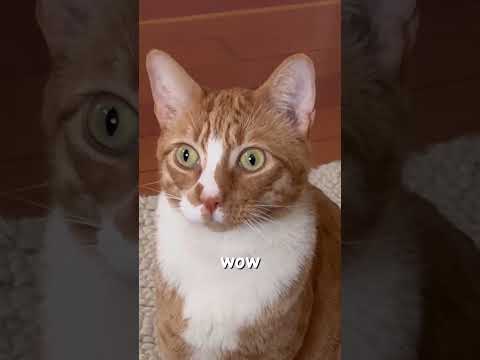 Does orange cat look like Owen Wilson?? #orangecat #cat #catsofyoutube #ねこ #catlookalike
