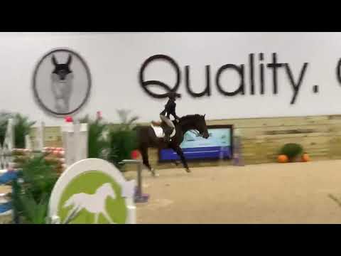 Florian Dutch Warmblood Jumper