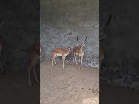 Black Buck deer pair 😃😃#black #bucks #deer #animal #shorts