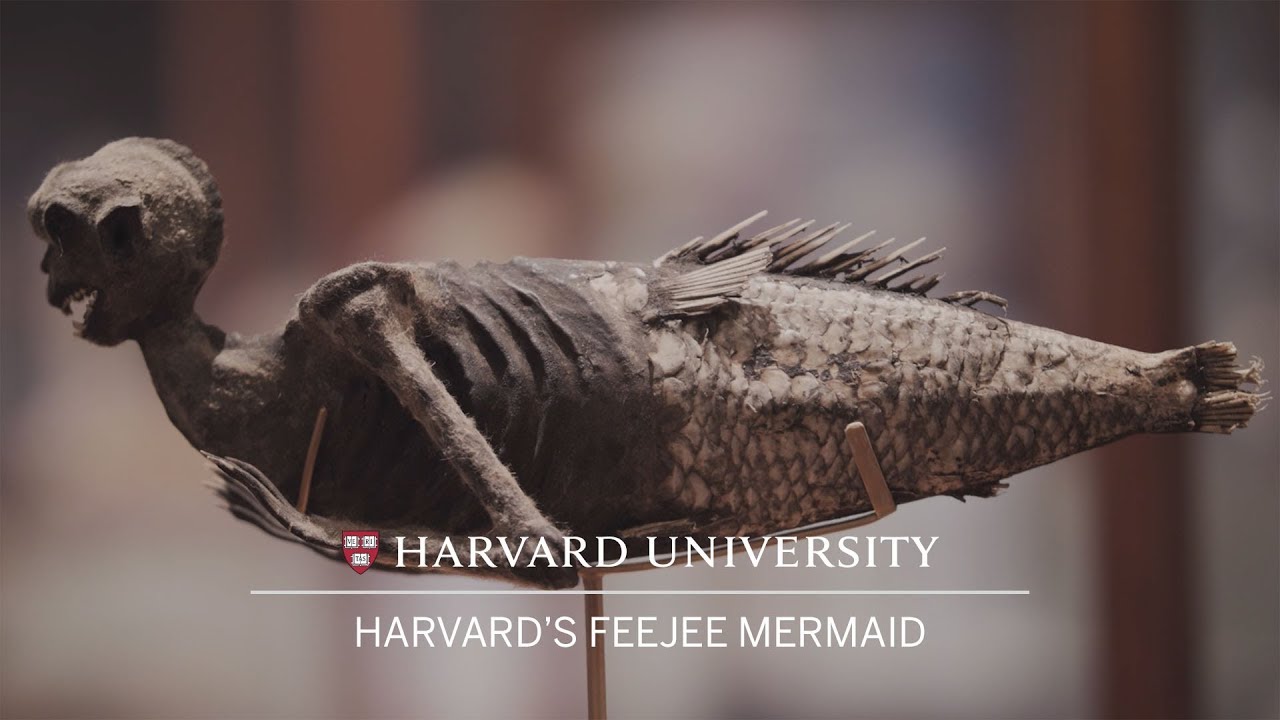 Harvard's FeeJee mermaid