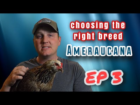 How To: Chicken Breeds for the BEGINNER: EP3 The Ameraucana the most PATRIOTIC of poultry!