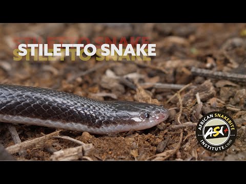 The Deadly Dozen - Stiletto Snake (Atractaspis bibronii)