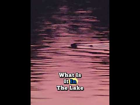 what is it in the Lake