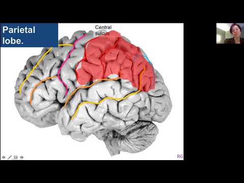 Brain anatomy Part 2 Health4theworld Academy