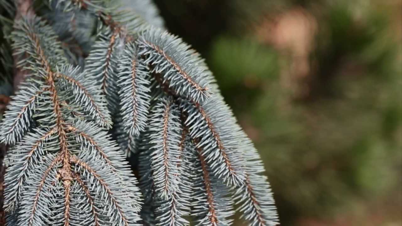 Home and Garden Landscape - Top Five Pine Trees
