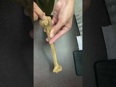 HUMERUS under 60 seconds