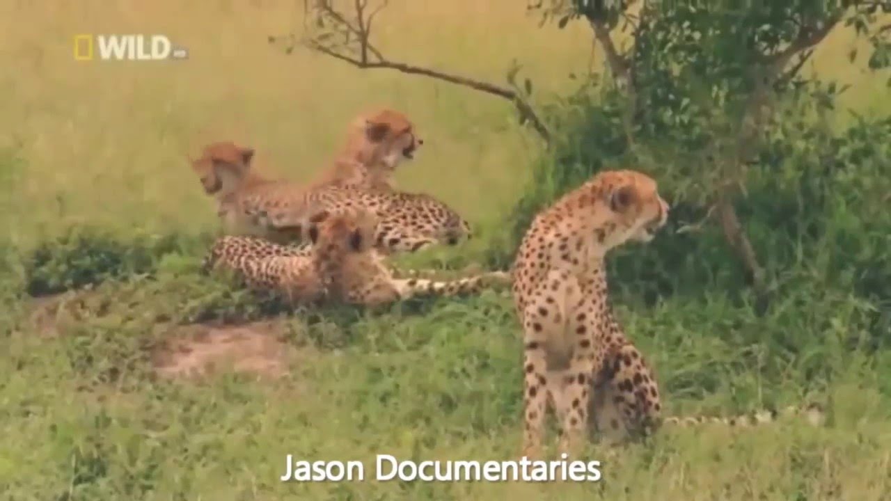 Discovery channel animals documentaries - Africa s Weird Animals - Nature documentary Animal planet
