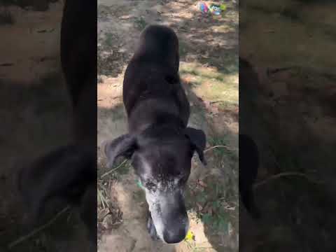 Dog for adoption - Pops, a Black Labrador Retriever in Maysville, KY ...