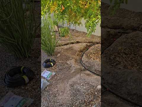 Landscape Plant Irrigation Mistakes: Easy Fix