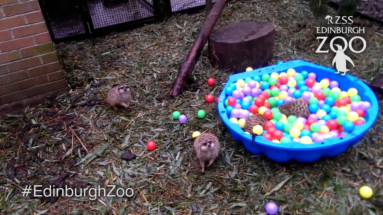 Meerkat Enrichment at RZSS Edinburgh Zoo
