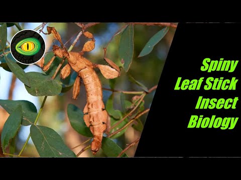 Spiny Leaf Stick Insect Biology