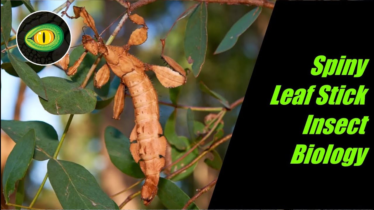 Spiny Leaf Stick Insect Biology