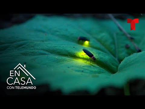 Desarrollan sistema de rescate inspirado en las luciérnagas | Mr. Tech | En Casa Con Telemundo