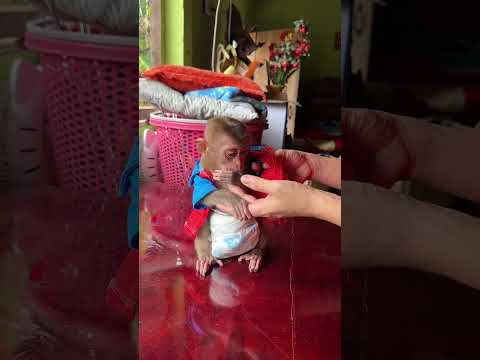 Good morning #monkey #youtubeshorts #trending #funny #viralshorts #shorts #pets #viralreels #video