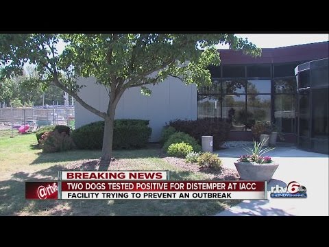 Two dogs tested positive for distemper at IACC