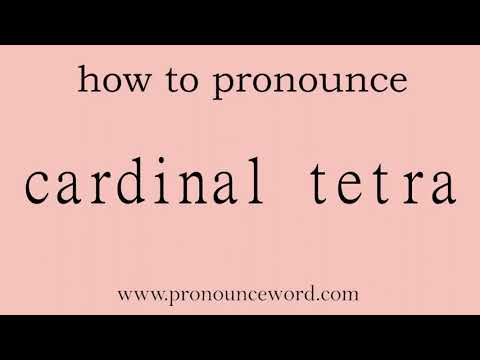 cardinal tetra. How to pronounce the english word cardinal tetra .Start with C. Learn from me.
