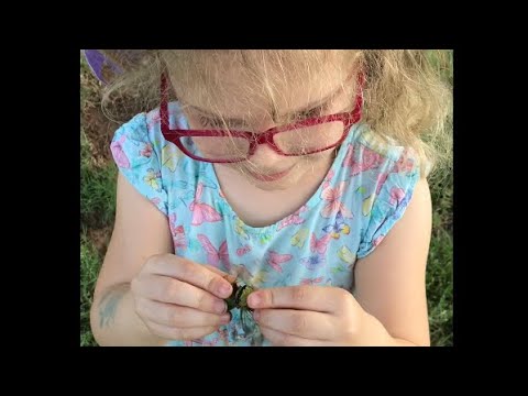 How to catch Cicadas (we call them locusts)