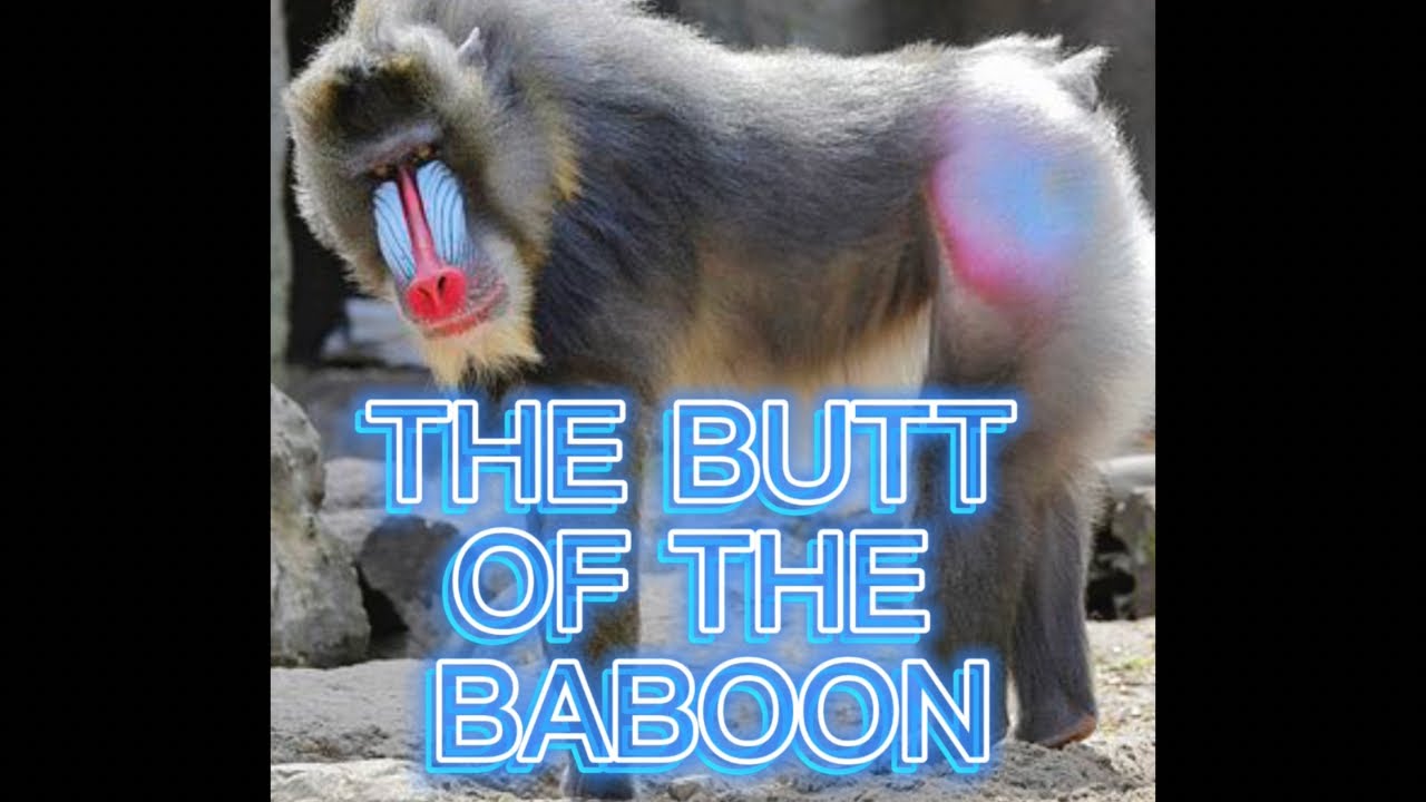 “Eye of the Tiger”-Parody (Butt of the Baboon)