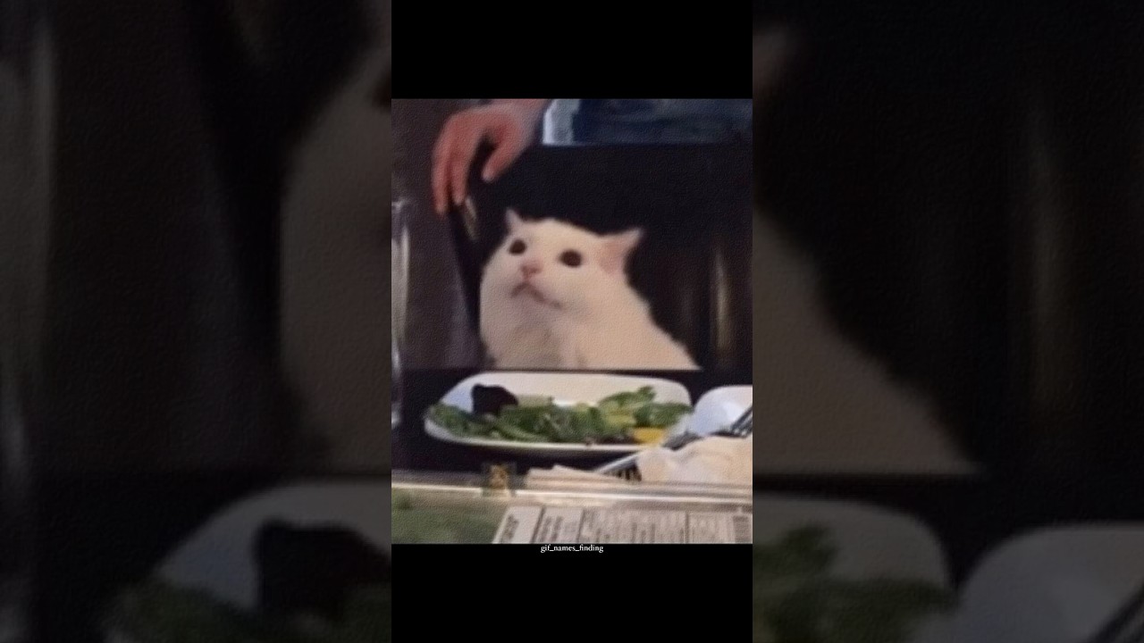 Gif names finding 120/2000 🐈🔥|TAYLOR MEME CAT|#gif #instagram #short #trending #viral #memes #cr7