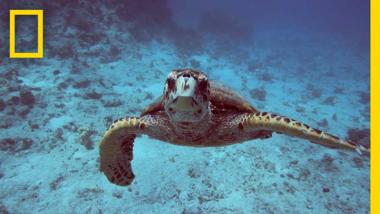 Oceans 101 | National Geographic