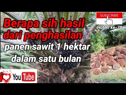 Berapa sih hasil penghasilan sawit 1 hektar dalam satu bulan