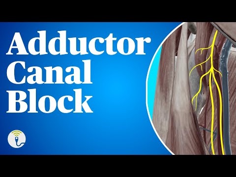 Adductor canal block – POCUS Academy