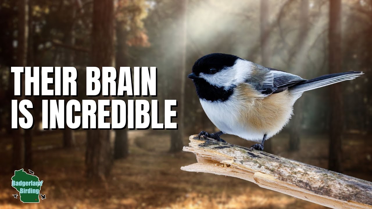 5 Things You Didn't Know About Chickadees!
