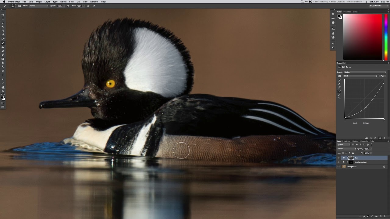 Realtime Edit - Hooded Merganser