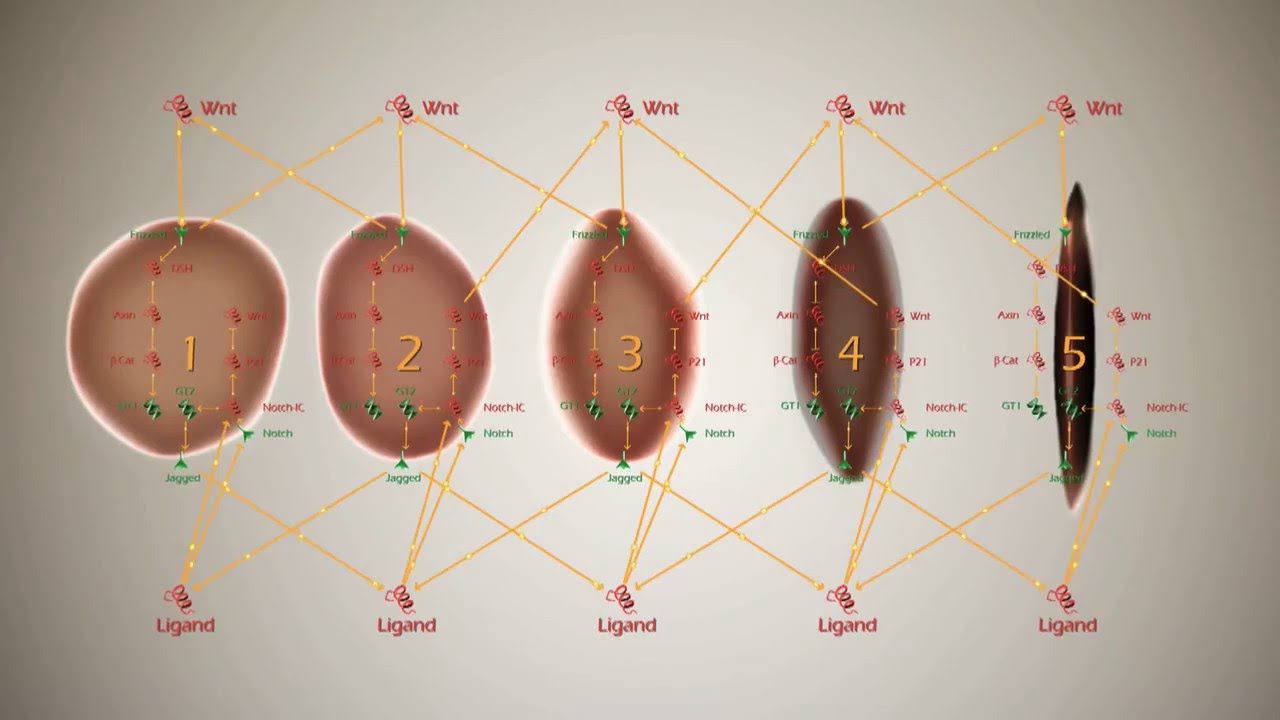 Bio Model Analyser BMA