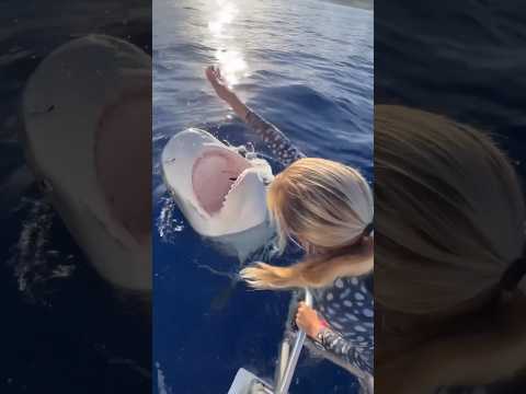 Huge Tiger Shark, Queen Nikki greeting me mouth open‼️🤩 FOLLOW for #sharkdiving #hawaii