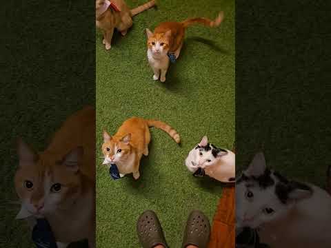 It's time to play everyone's favorite game show (except mine) #businesscats #catdad #fathersday