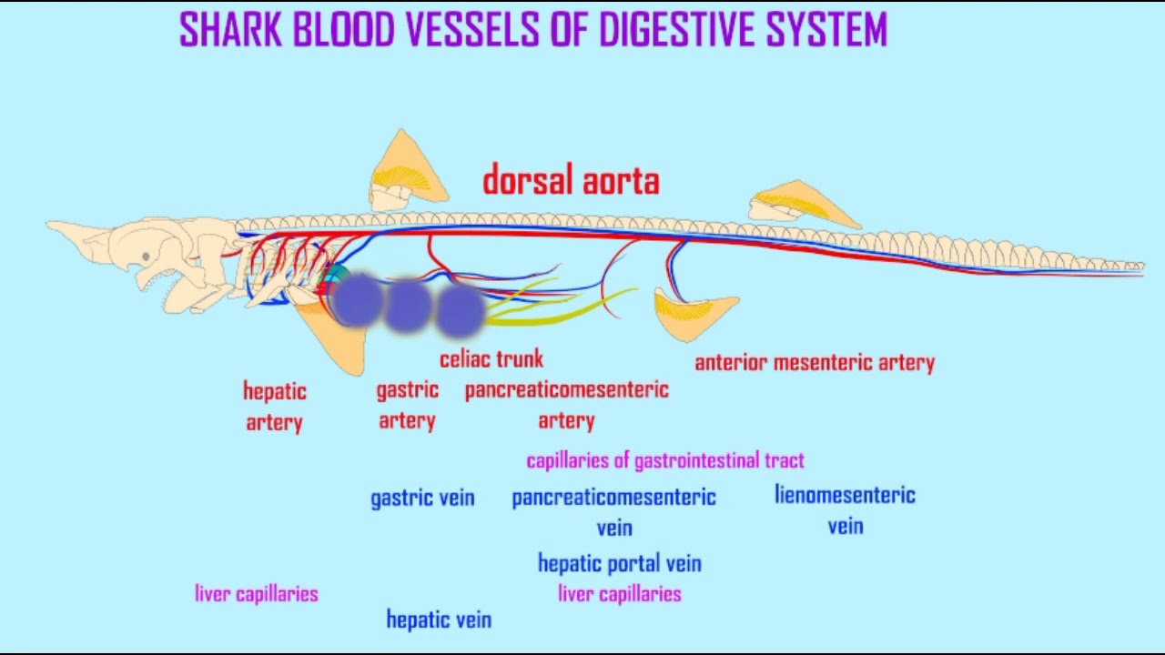 shark hepatic portal system