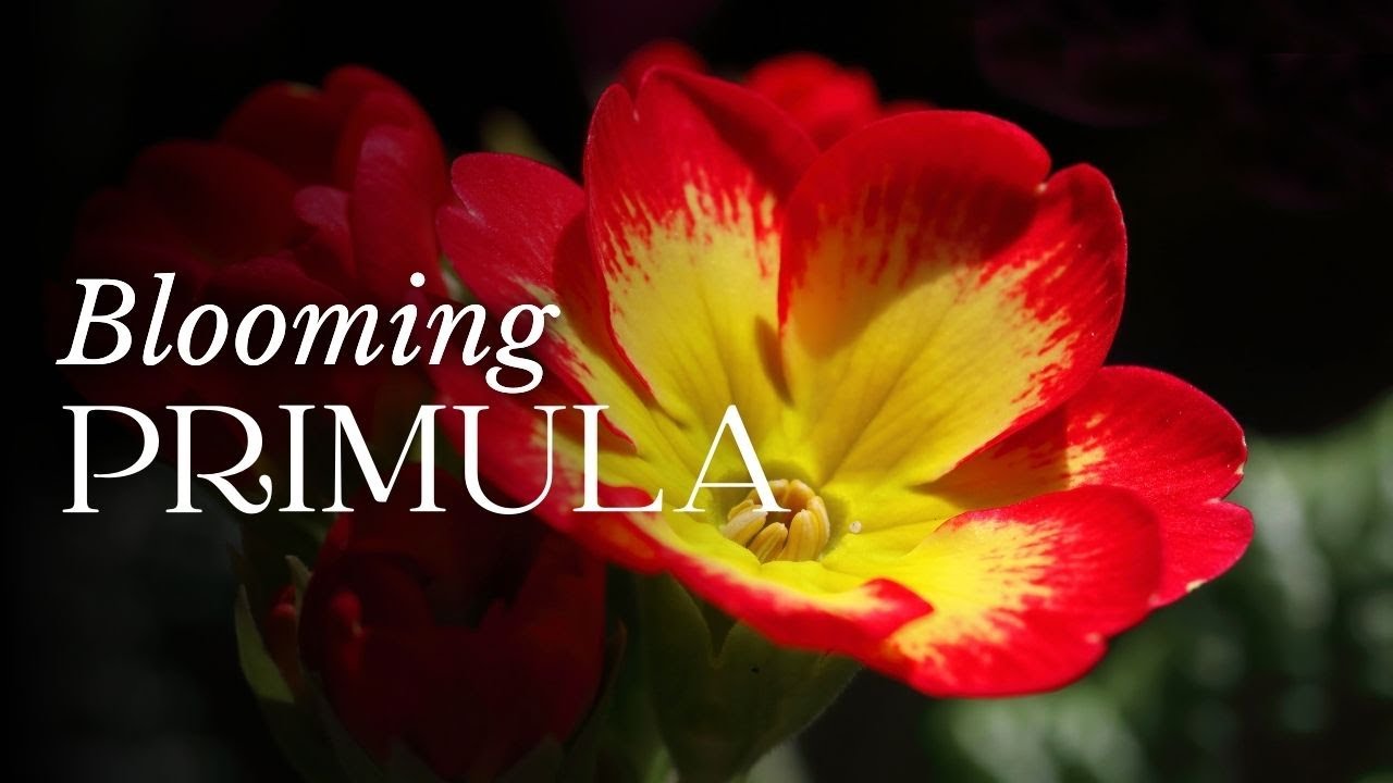 TIMELAPSE Primula Flower Blooming
