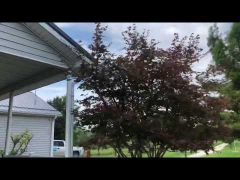 Emperor Japanese Maple Tree & Information