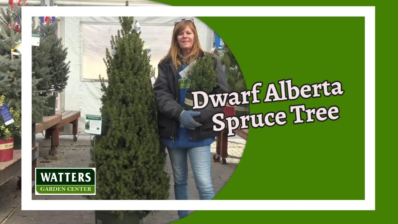 Dwarf Alberta Spruce
